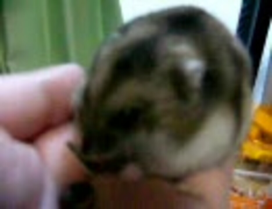 僕とまりりんのアオイちゃんがやってきた♪ - ニコニコ動画