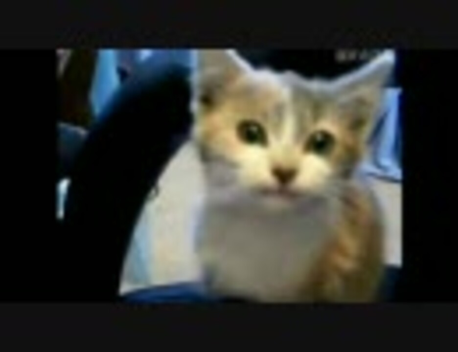 Final Insanity-Cats 最終鬼畜 - ニコニコ動画