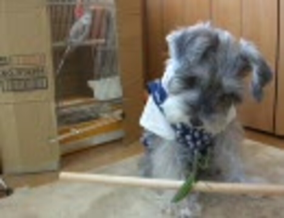 【二足】シュナウザーと大カマキリ【歩行】 - ニコニコ