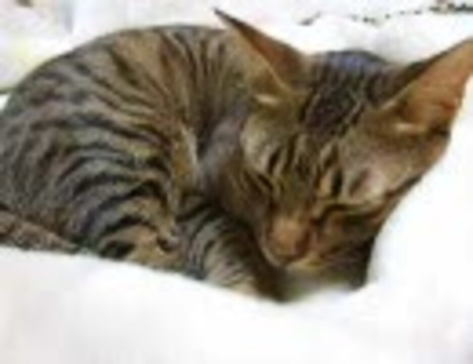 うとうとする猫 - ニコニコ動画