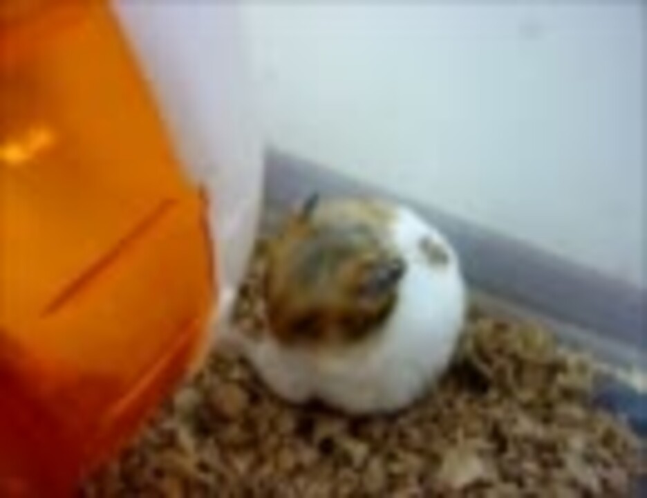 ミサイルくんの日常 Part16 - ニコニコ動画