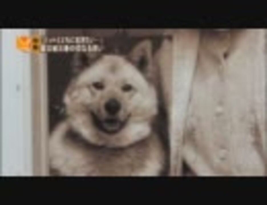 ペットとともに震災を生きる - ニコニコ動画