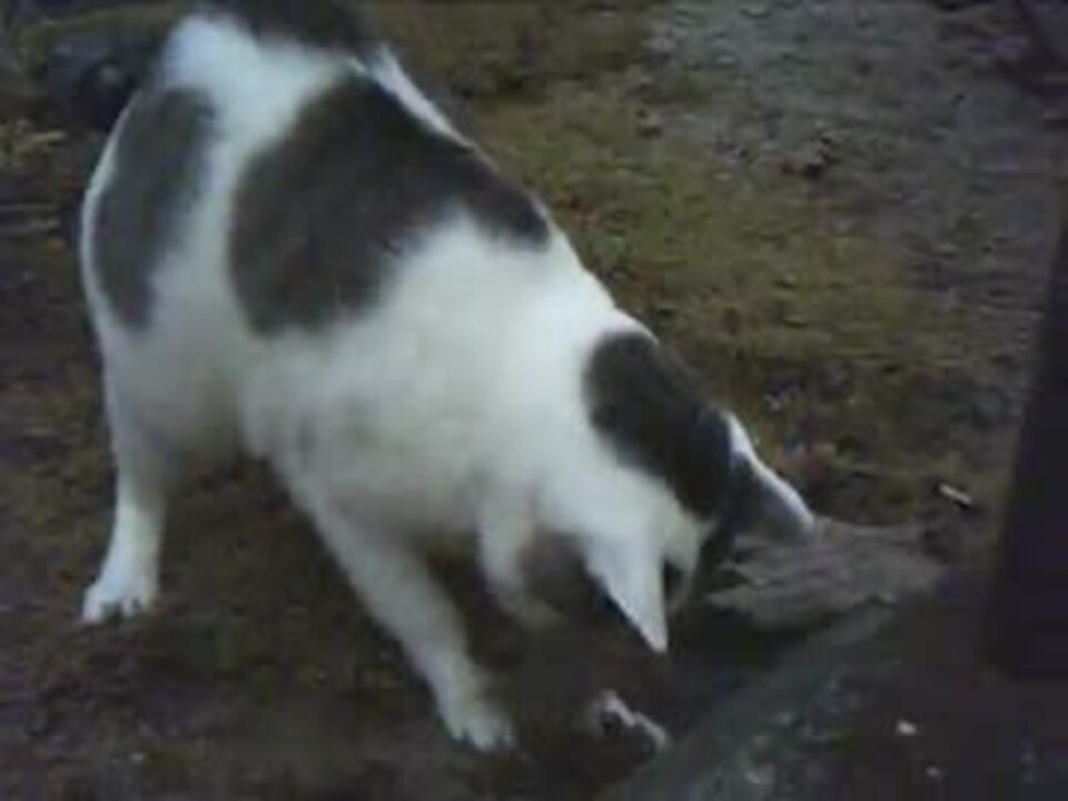 猫ちゃん 123.avi - ニコニコ動画