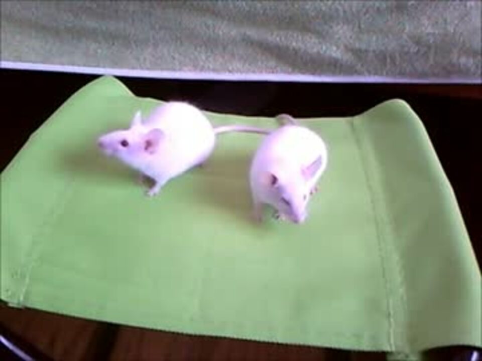 ハツカネズミ兄弟はじめてのチーズ - ニコニコ動画