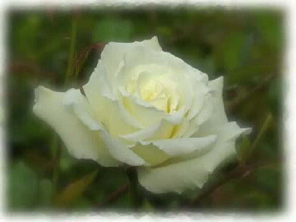 John Bedyngham/John Dunstable:O rosa bella [おお美しきバラよ][3声のシャンソン] - ニコニコ動画