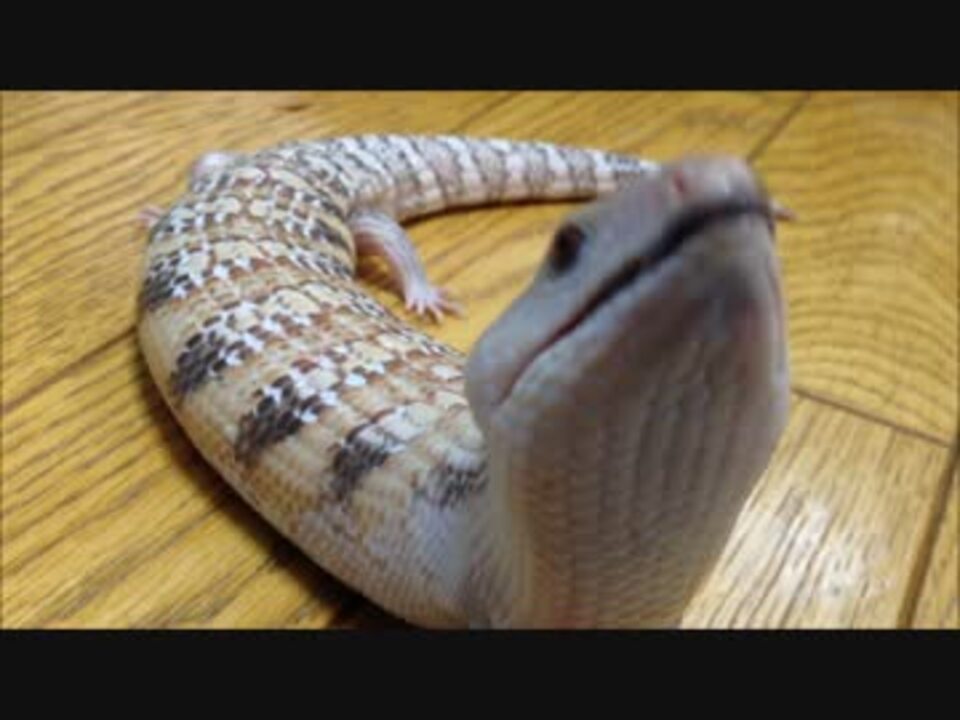 我が家のツチノコ イナゴを喰らう - ニコニコ動画