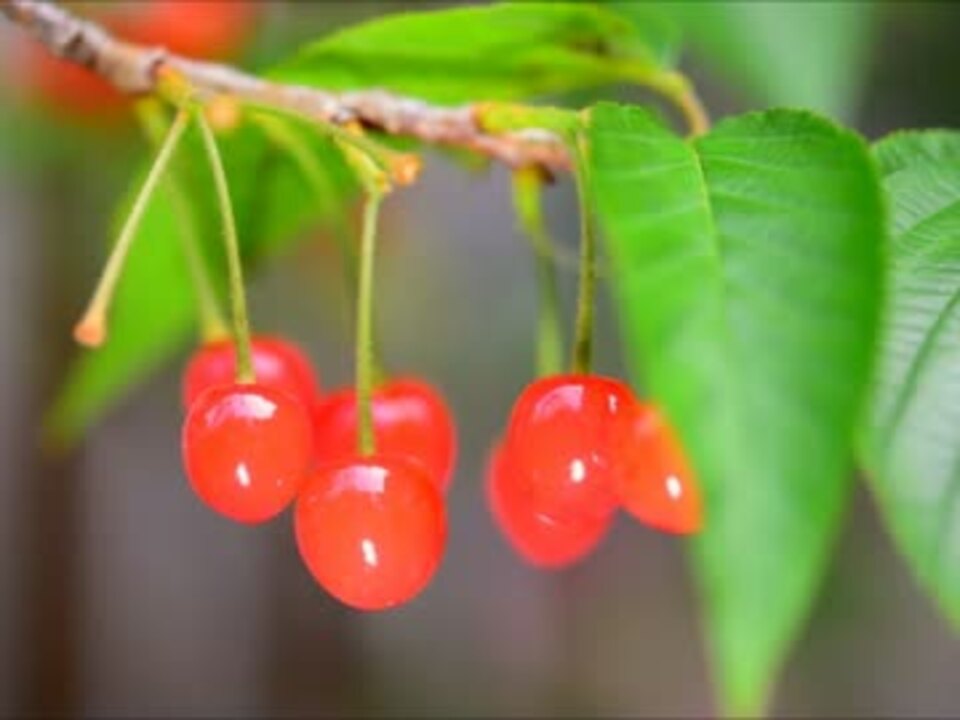 【聞いて！】ふたりのさくらんぼ【IAオリジナル】 - ニコニコ動画