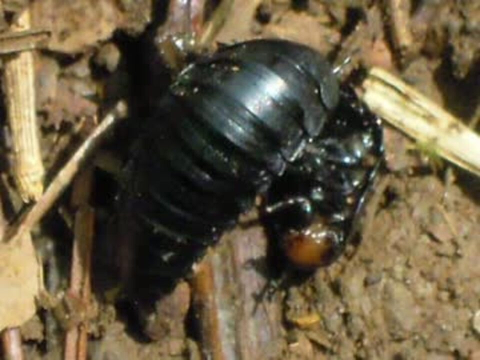 屍を漁るシデムシくんの幼虫 - ニコニコ動画