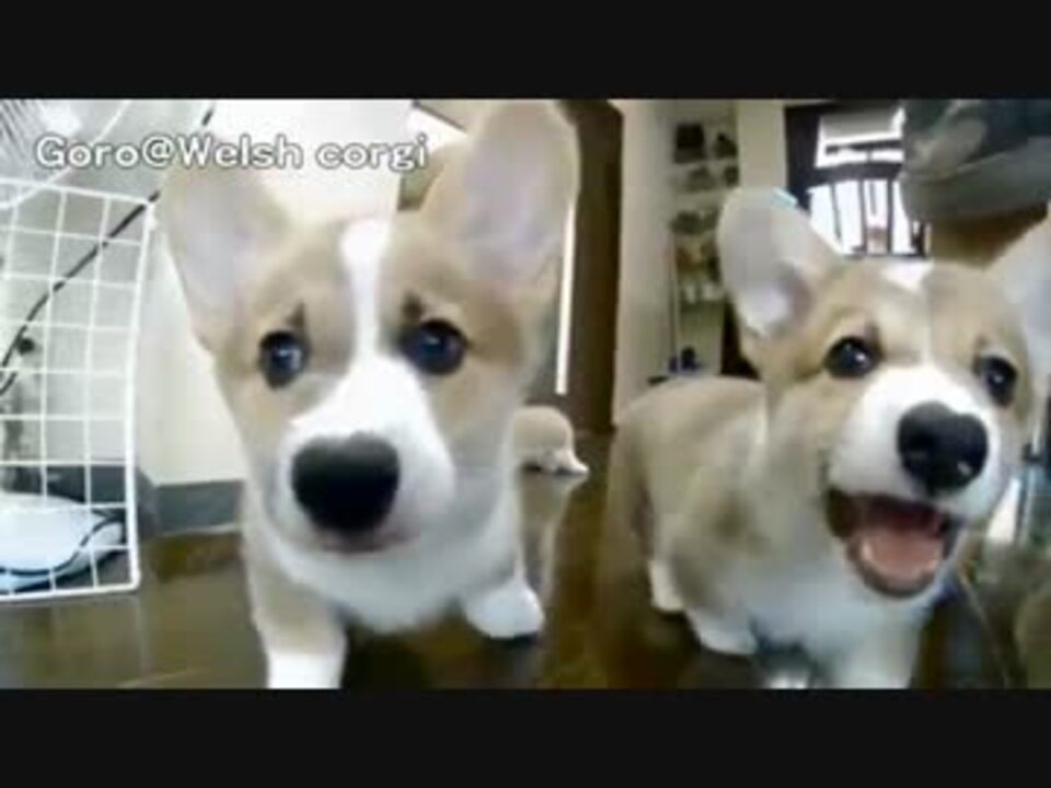 Mad Max Puppies / cute corgi puppies / Goro@Welsh corgi channel コーギー ...
