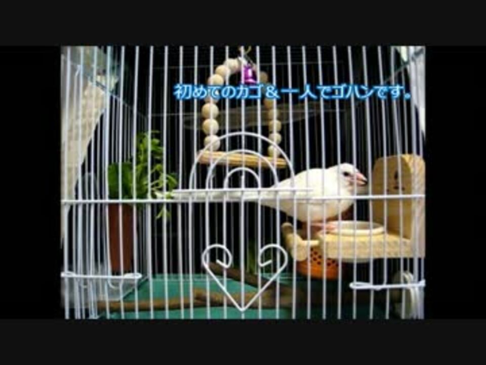 【文鳥】チピちゃん、初めての一人餌とお引越し - ニコニコ動画