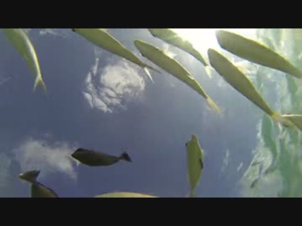 Guam's AQUA 【×264】 - ニコニコ動画