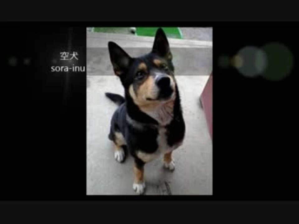 【VY1】空犬~sora inu~【オリジナル】 - ニコニコ動画