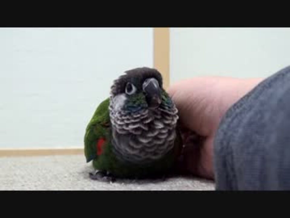 チビ【起きるのを待つ】 - ニコニコ動画