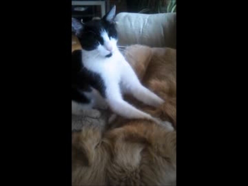 猫が犬をもみもみするだけ - ニコニコ動画