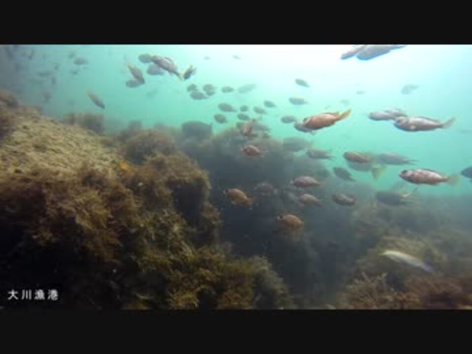 水中カメラ沈めてみた58 大川漁港 釣り場の水中映像 - ニコニコ動画