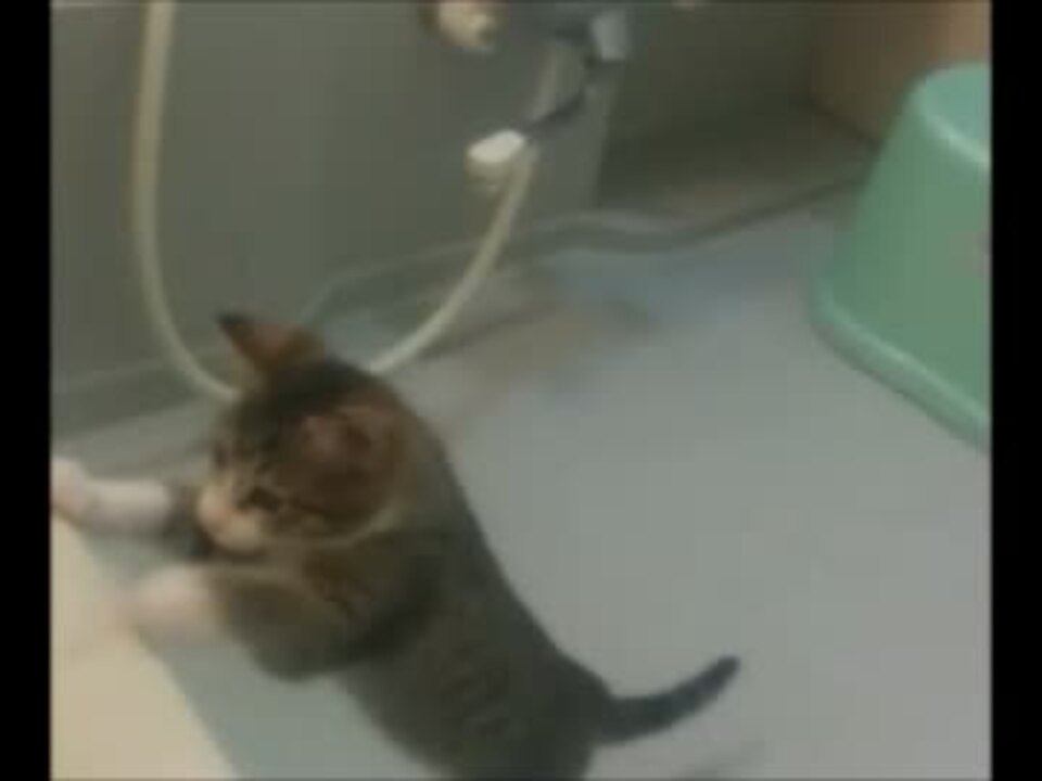 風呂に入ってたら猫が見学に来た - ニコニコ動画