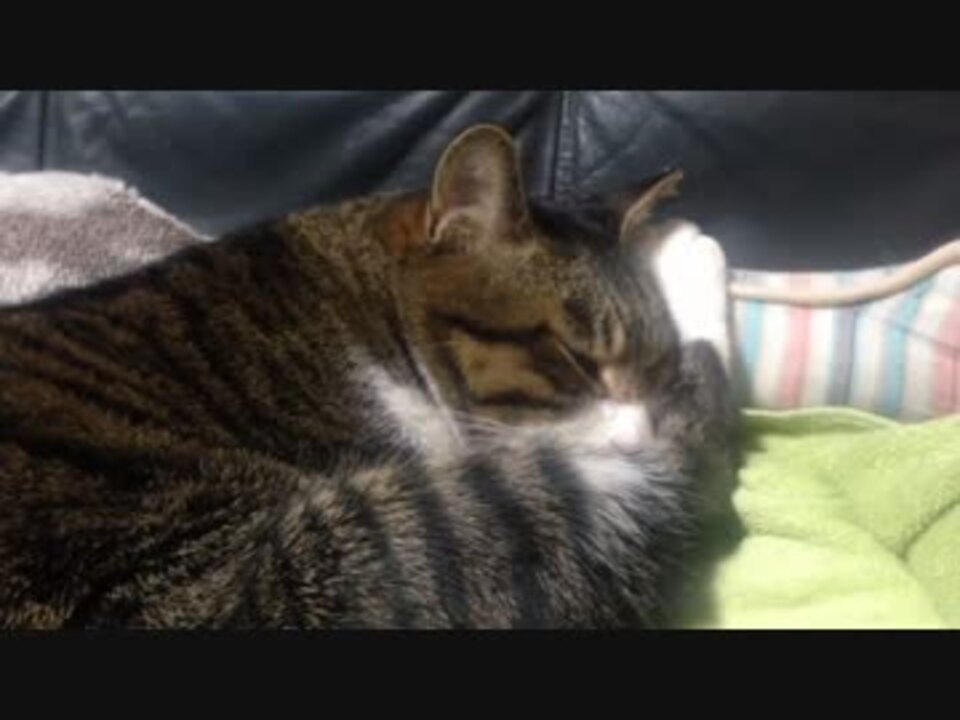 うちの猫の寝姿を撮影してみた（12月12日） - ニコニコ動画