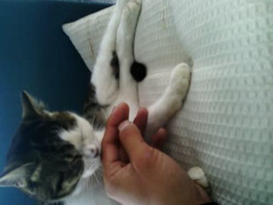 猫と戯れる私 - ニコニコ動画