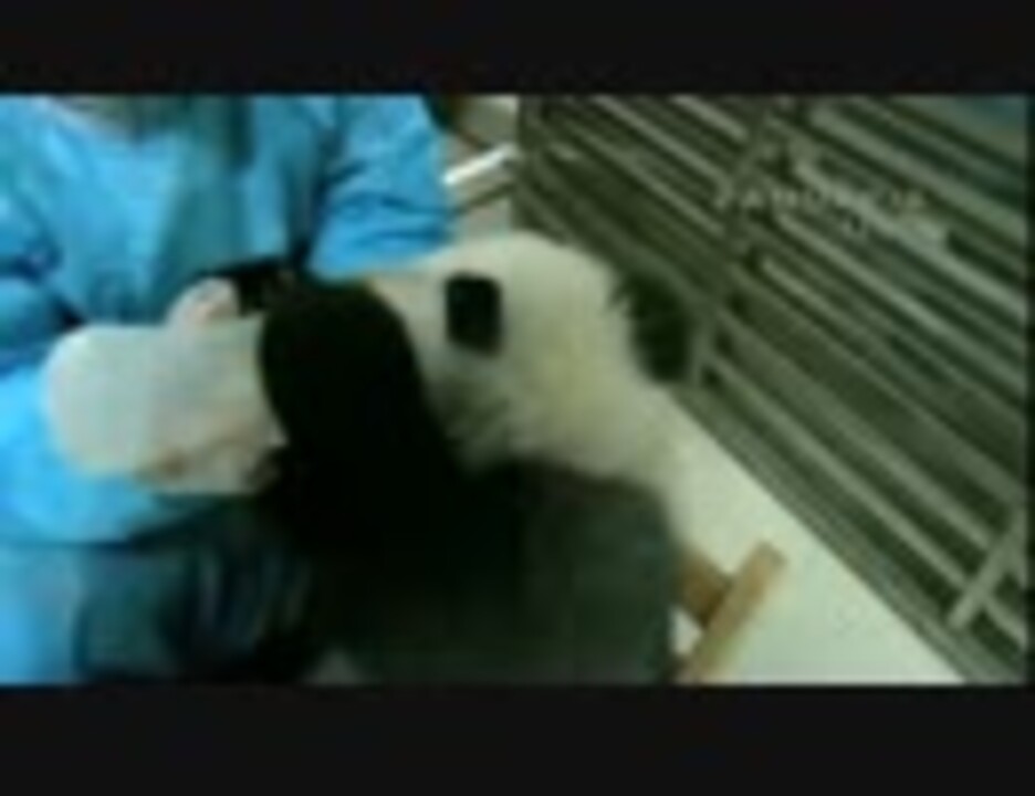 2014年12月20日中継のハイライト 成就（チェンジュウ）はまだまだミルクを飲みたがる。力んで哺乳瓶を吸う。 - ニコニコ動画