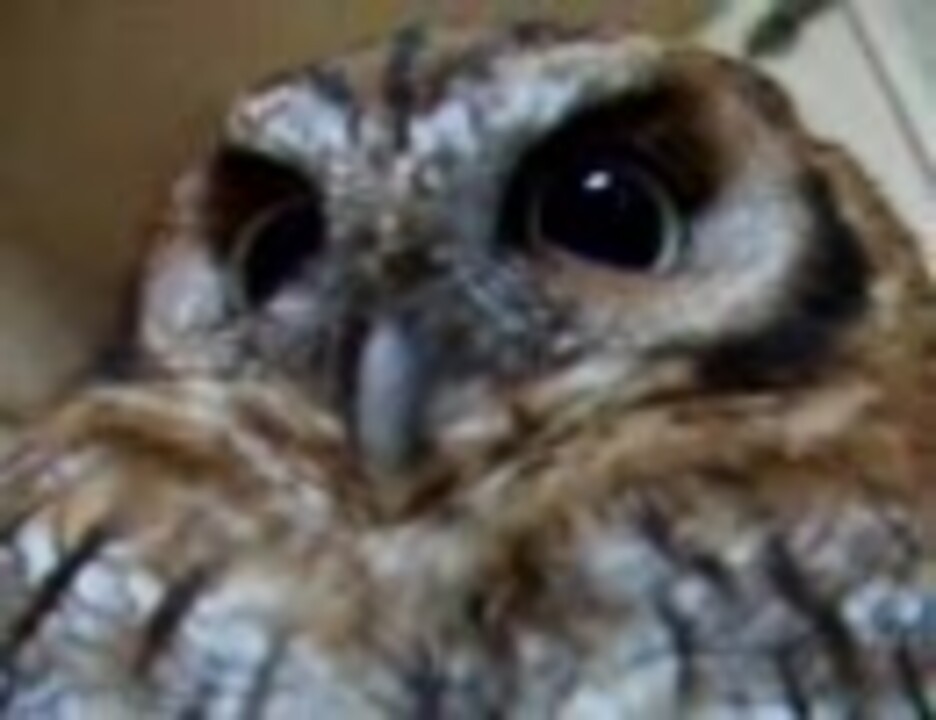 目力フクロウ - ニコニコ動画