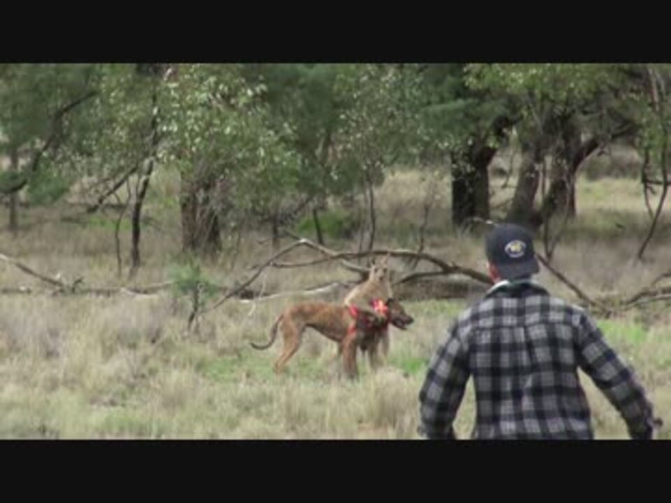 害獣YJSNPIから愛犬を救うペンキ塗りをするお兄さん.mp4 - ニコニコ動画