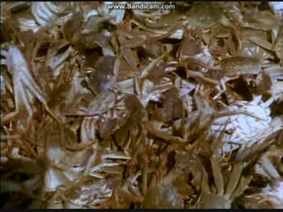 江南料理3/3 - ニコニコ動画