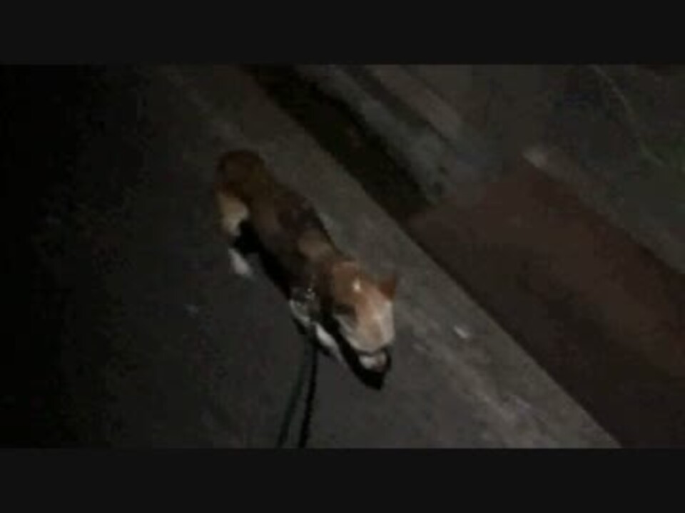 犬の散歩日記2017 - ニコニコ動画