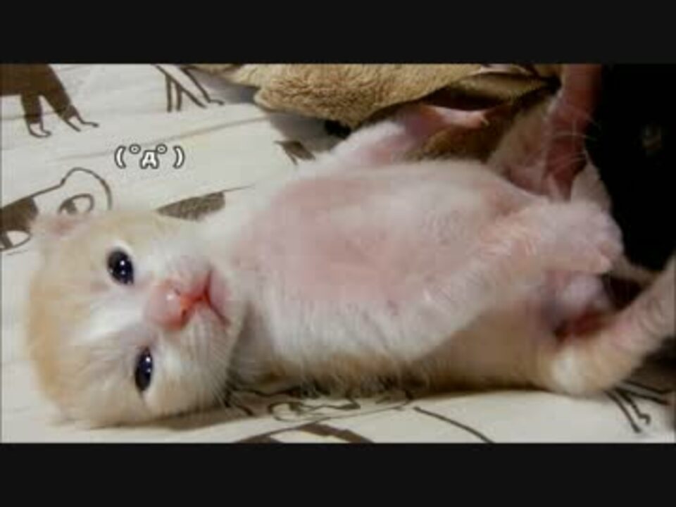 【猫丸一家】ちゃちゃまる日記 番外編 - ニコニコ動画