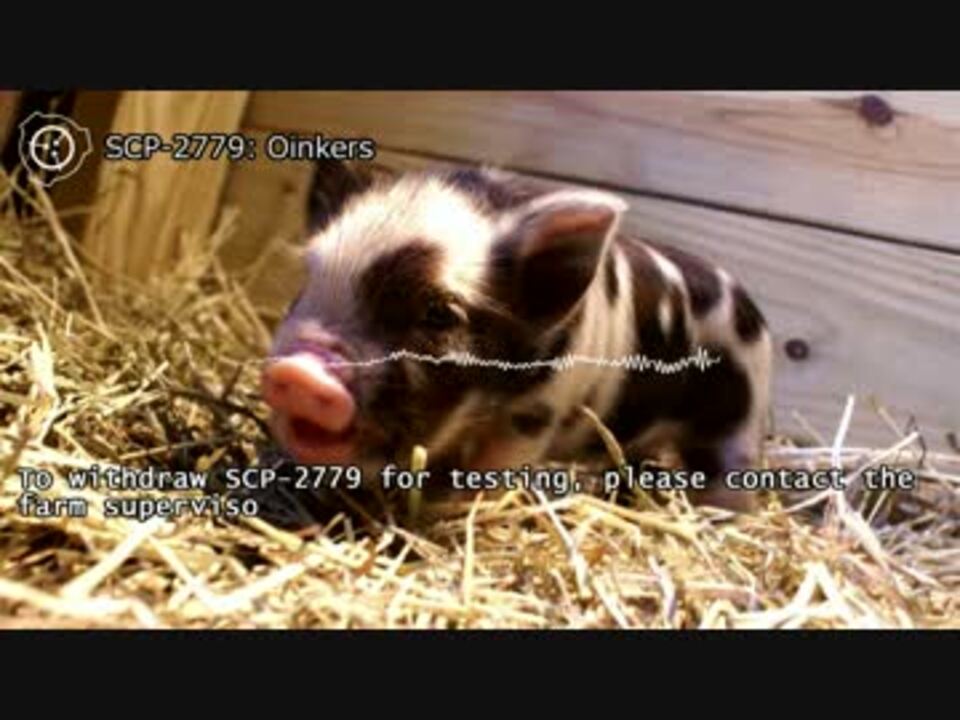 SCP-2779 - Oinkers - ニコニコ動画