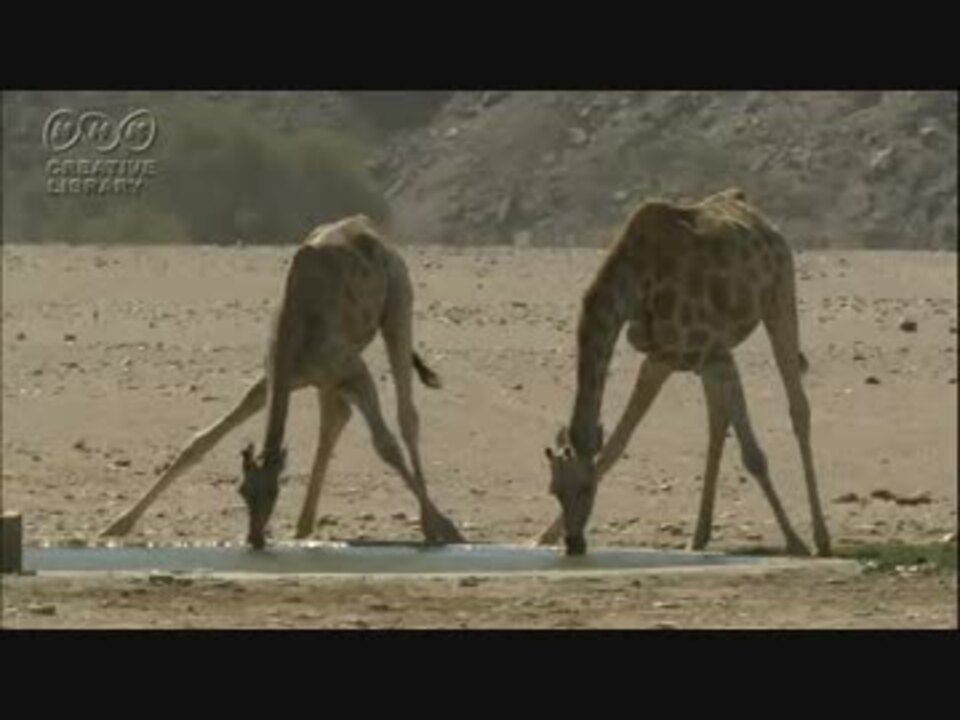 すがわら一秀 キリンの映像 - ニコニコ動画