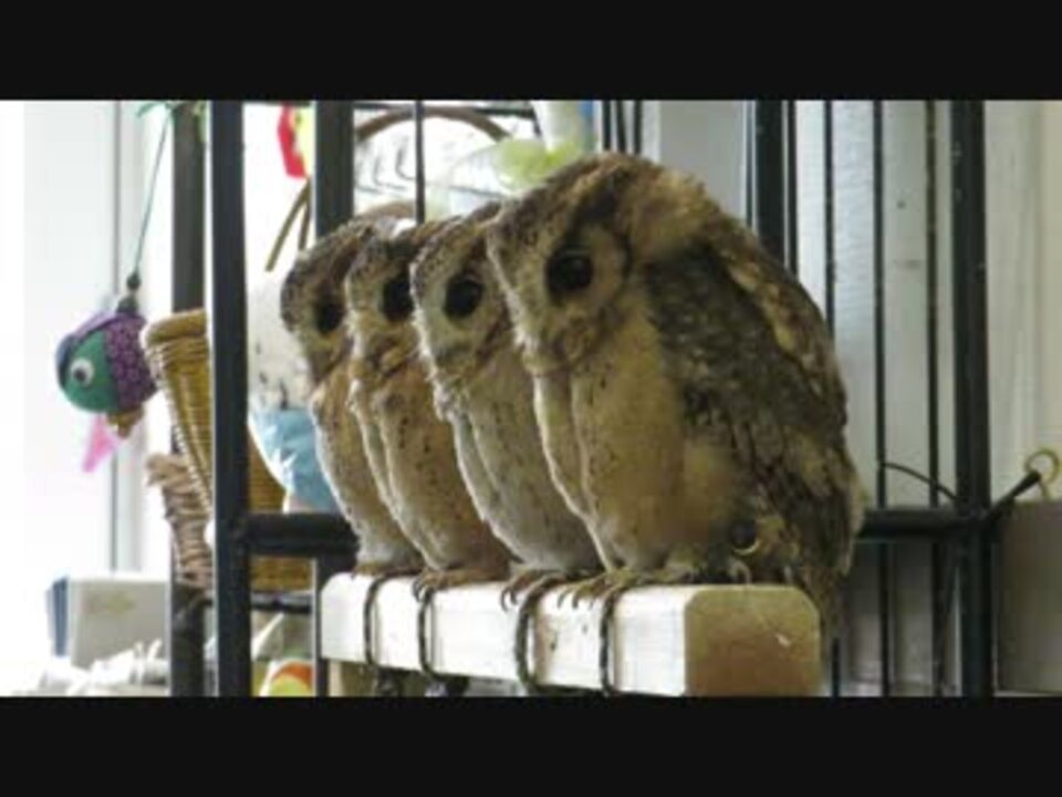 ふくろうの森2017秋・その2 - ニコニコ動画