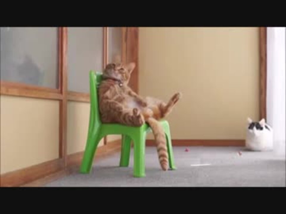 坂本勝直の癒やしの猫動画集・椅子に座った猫 - ニコニコ動画