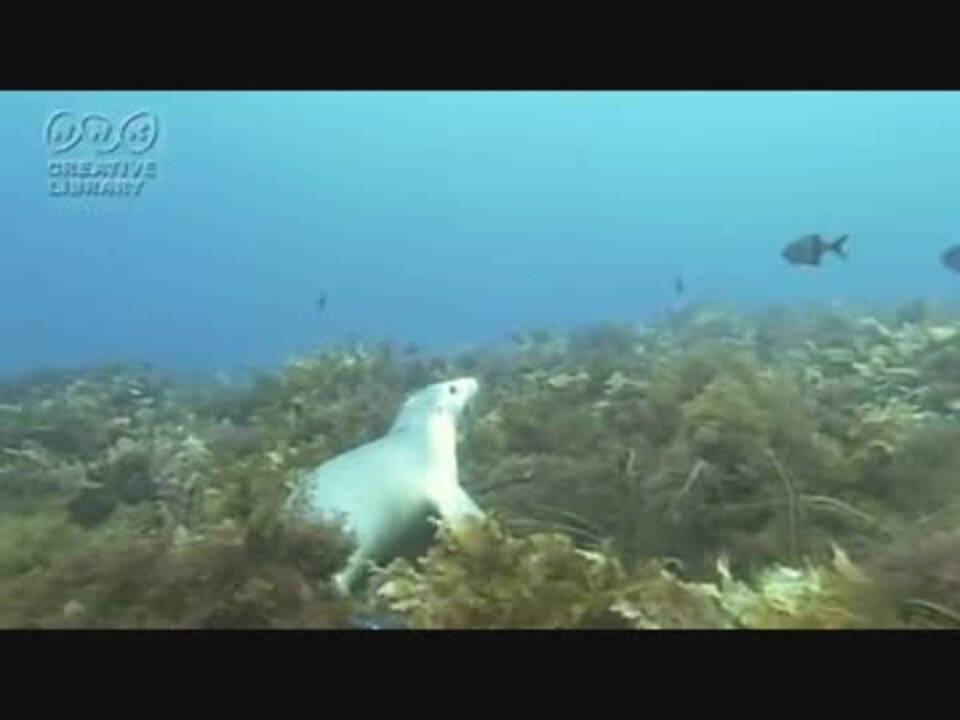 水田圭 アシカの子供 人懐こくて可愛い by水田圭 - ニコニコ動画