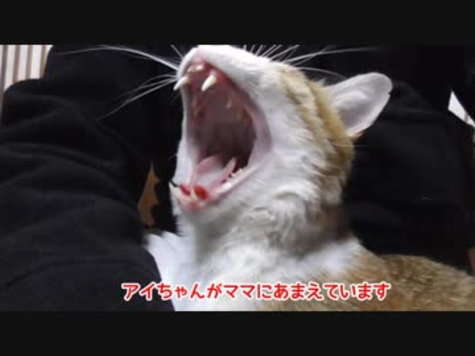 ぐるぐるゴロゴロのニャン気筒エンジンをふかす猫 - ニコニコ動画