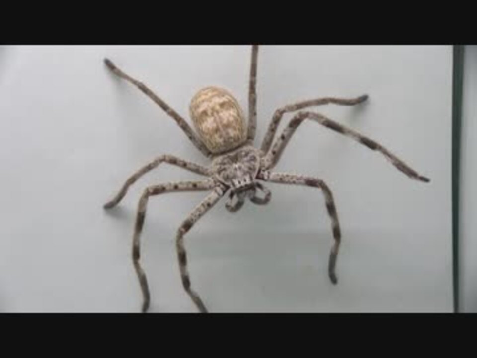 [閲覧注意!!]再編集 オーストラリア産アシダカグモ にゴキブリを与えてみた。(Holconia insignis) - ニコニコ動画