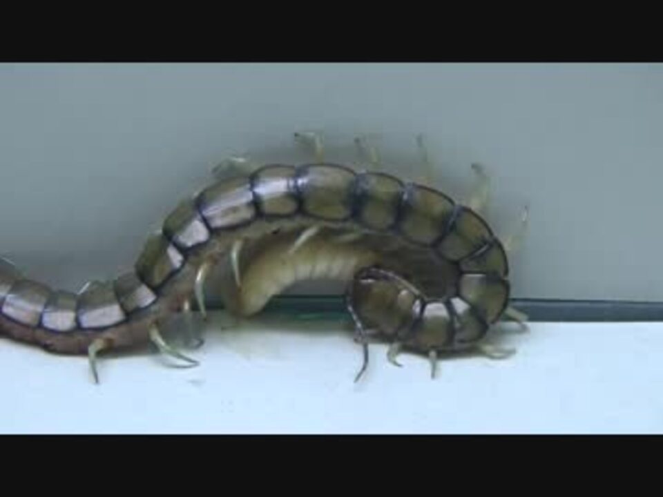 [閲覧注意!!] 再編集 外国産 ムカデにハニーワームを与えてみた。(Egyptian Jewel Centipede) - ニコニコ動画