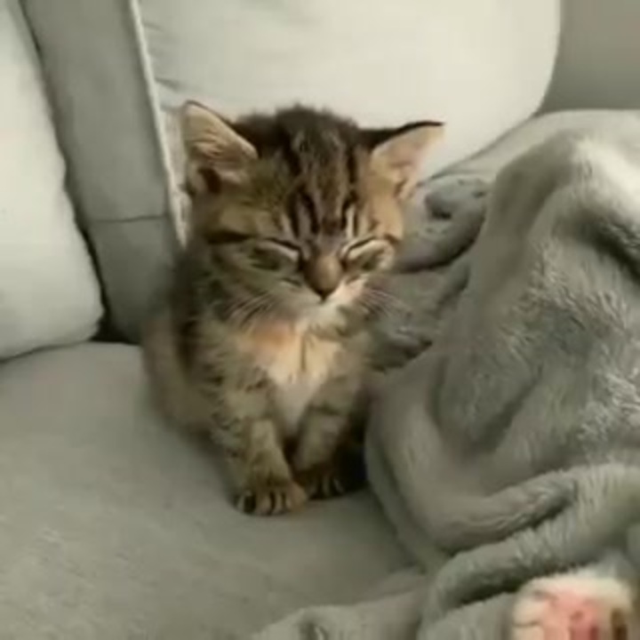 ぬこ「ねねむいにゃ」うとうとする猫ちゃんが可愛すぎる！！癒される！！ ニコニコ