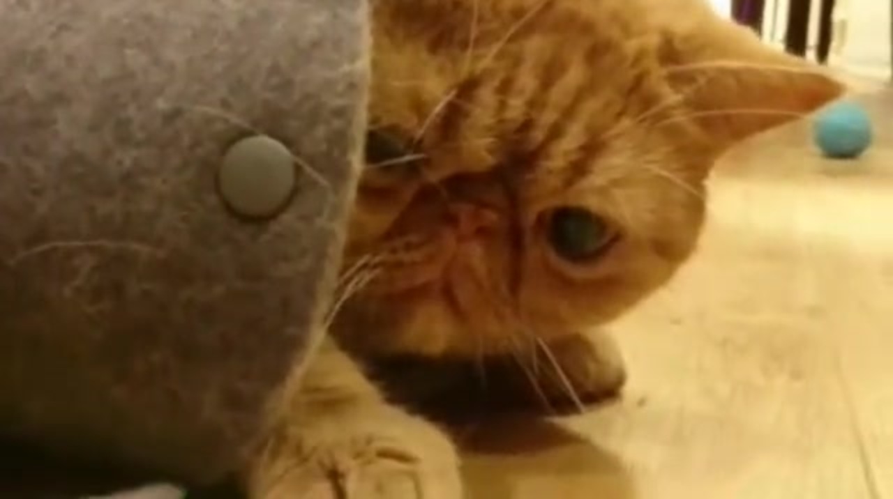 【可愛い猫】猫vs綿棒 - ニコニコ動画