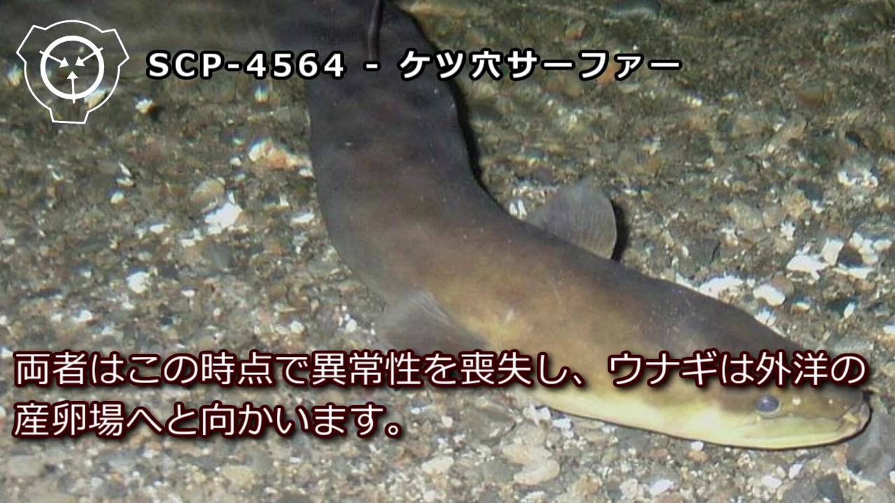 SCP-4564 - ケツ穴サーファー - ニコニコ動画