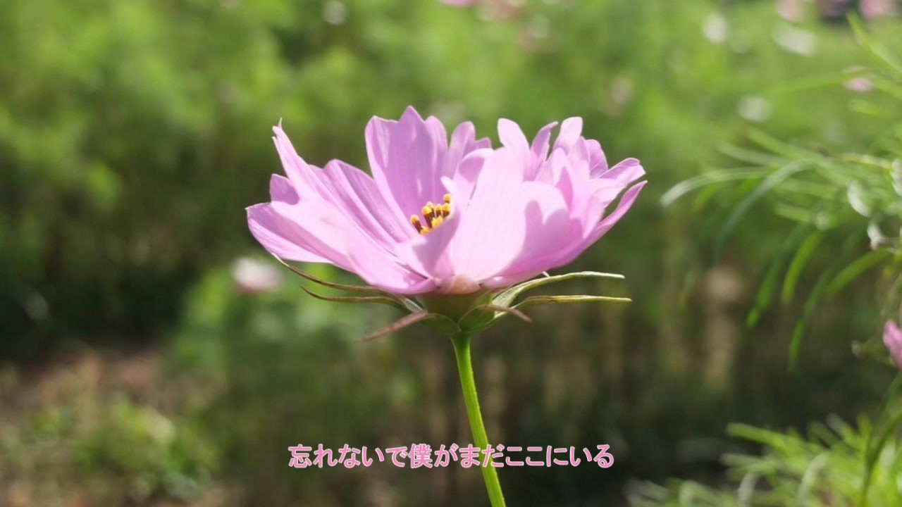 歌ってみた ぬくもり りーくん - ニコニコ動画