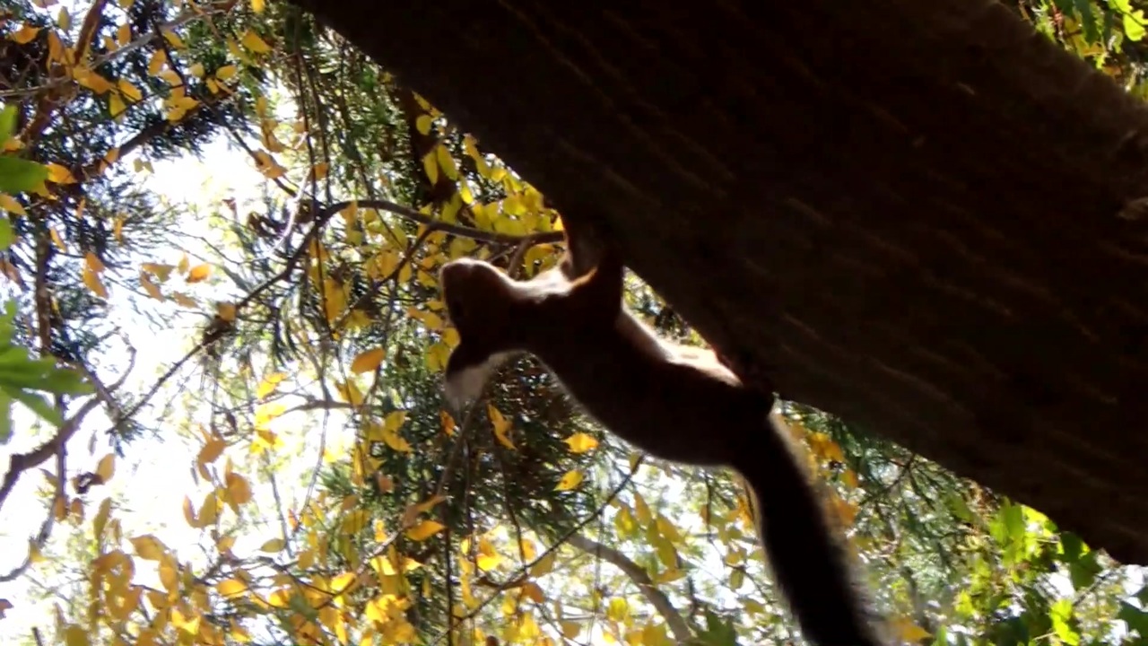 エゾリス - ニコニコ動画