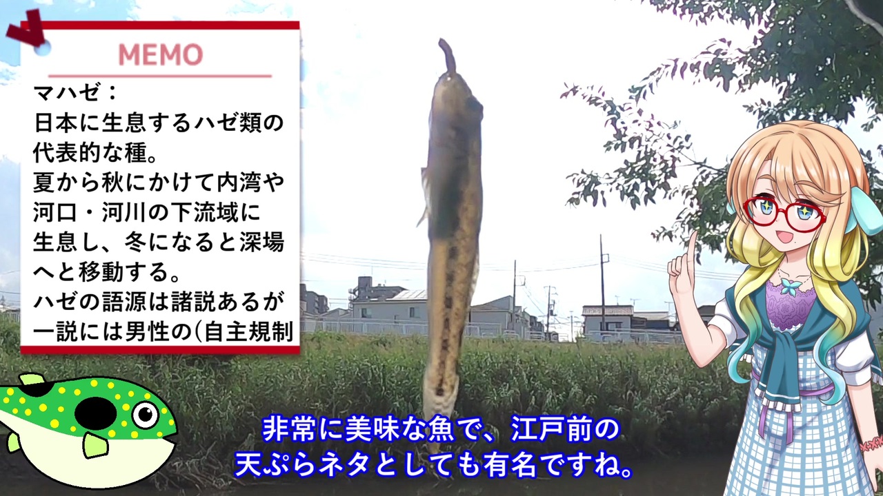 そらさんと釣りの思い出11 小さな高級食材～マハゼ～ - ニコニコ動画