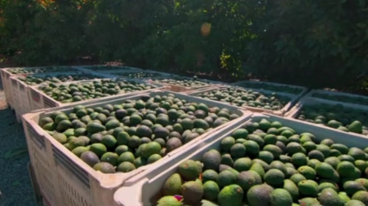 食品産業に潜む腐敗 s2 ep1「アボカド戦争(THE AVOCADO WAR)」 - ニコニコ動画