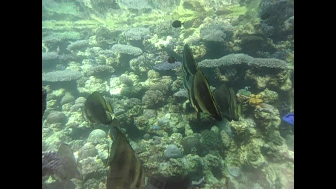 Onna Sea - ニコニコ動画