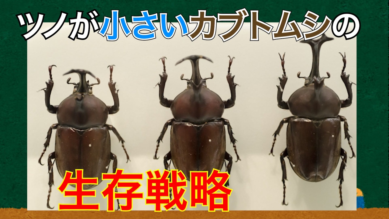 (ざっくり解説)ツノが小さいカブトムシの生存戦略(トリビア) - ニコニコ動画
