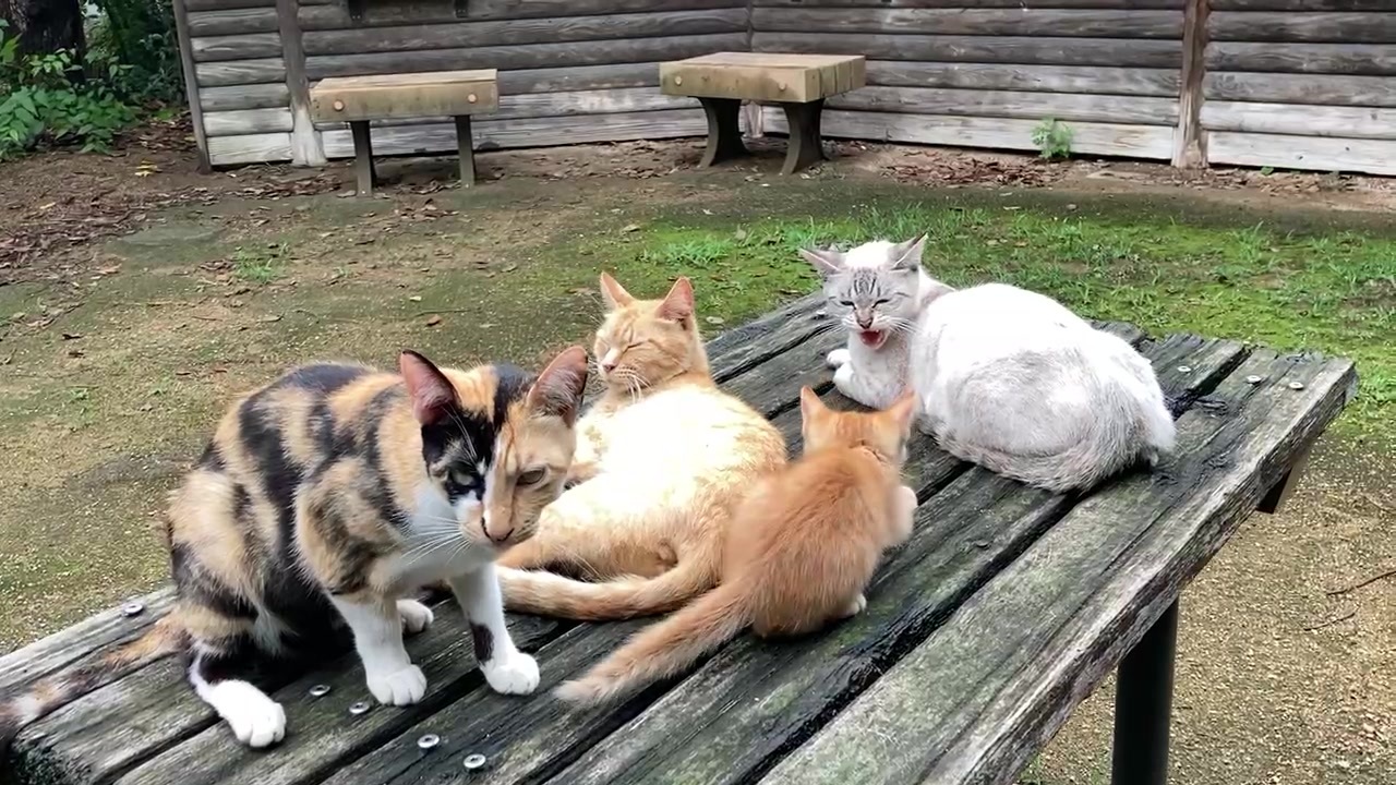 食卓の上の野良猫たち - ニコニコ動画