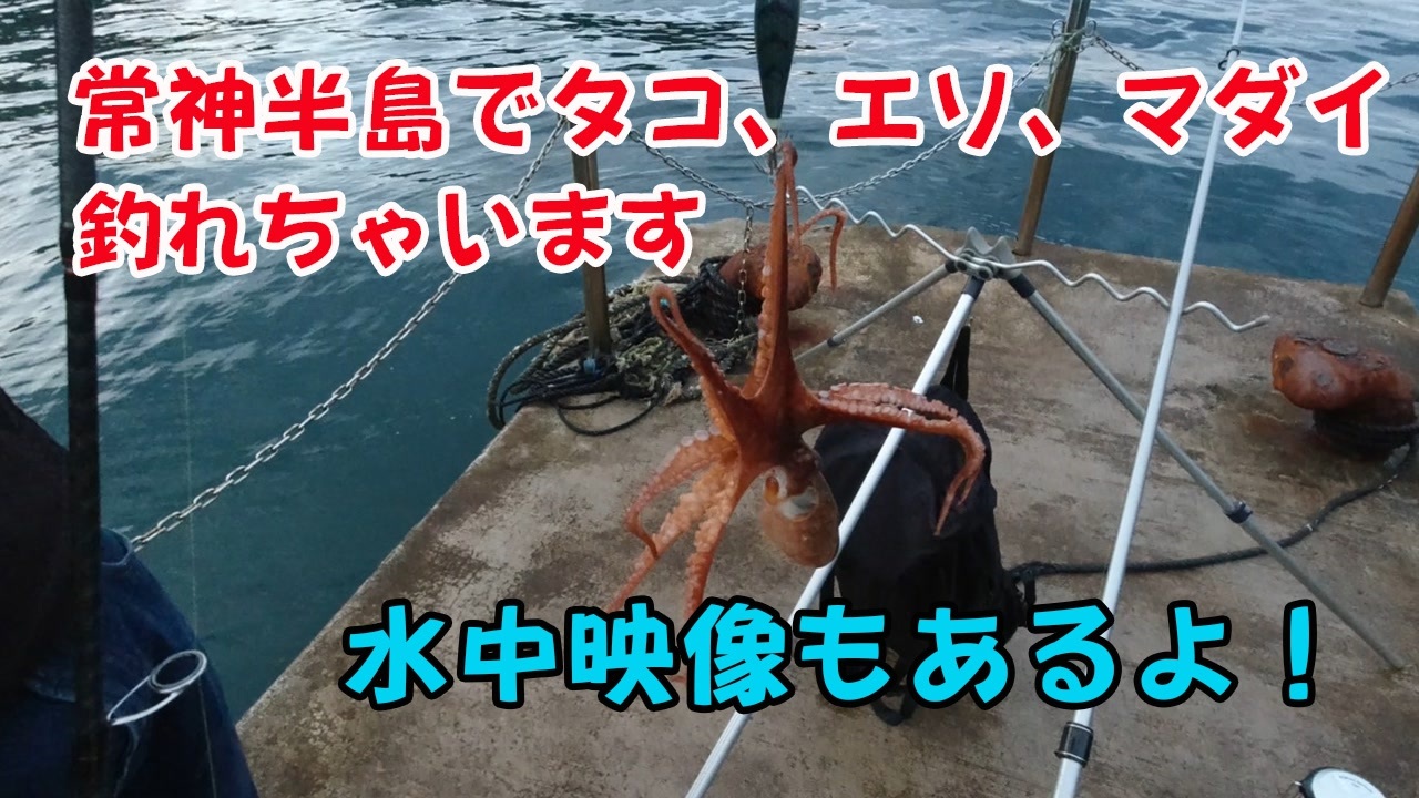 【釣り動画】常神半島でいろんな種類の魚釣れた！エギングでタコ、エソ、マダイ釣れちゃいました！海釣り フィッシング動画 - ニコニコ動画