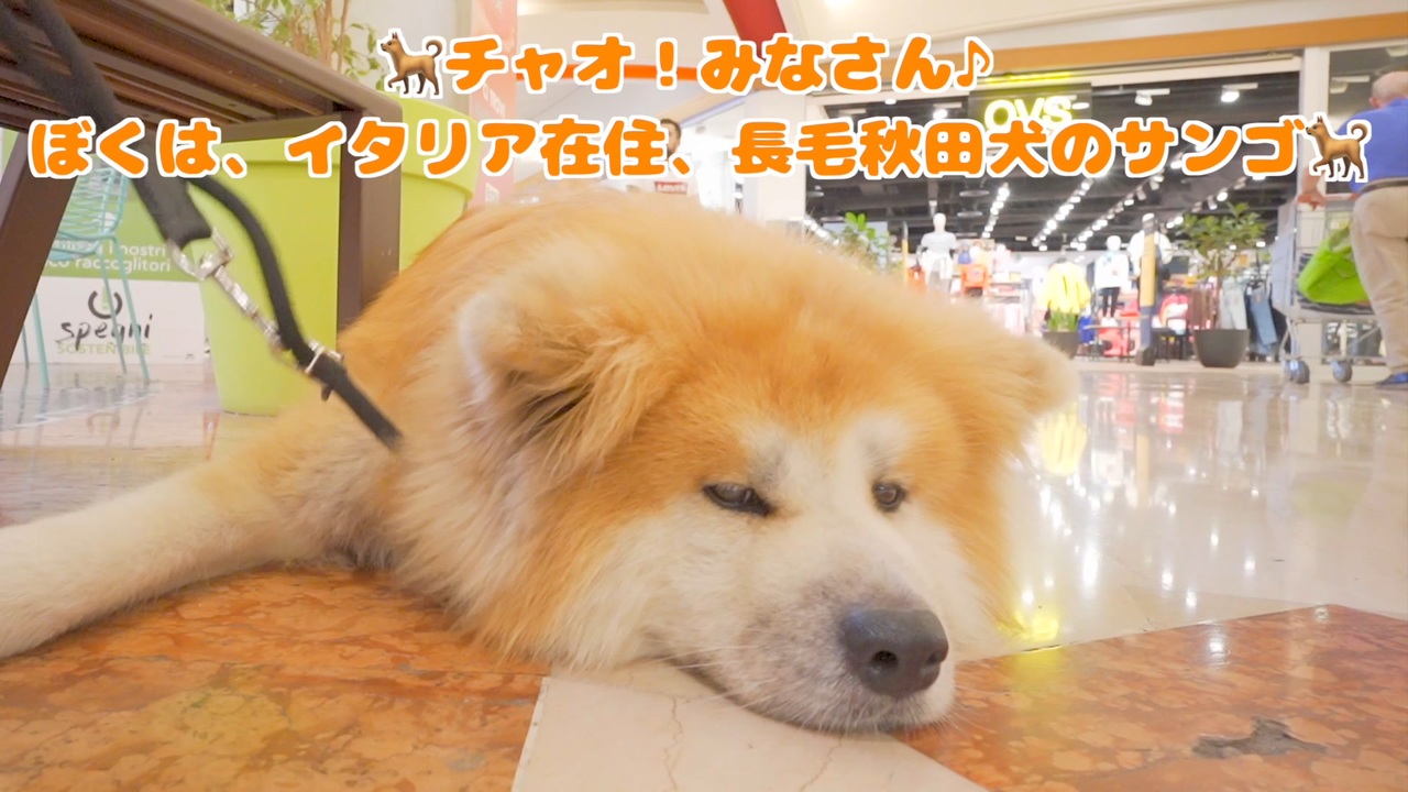【忠犬ハチ公か！】ママが1分だけいなくなって帰ってきた時でもこの喜び様♪笑 ニコニコ動画