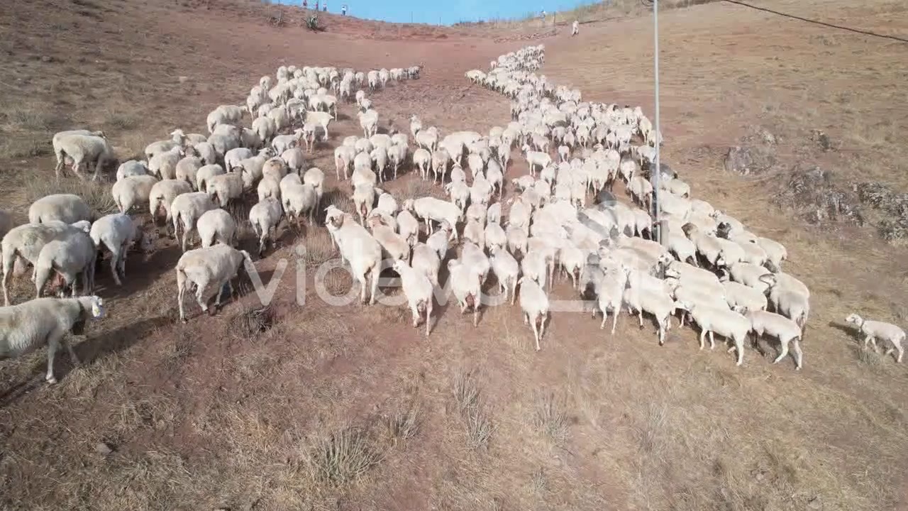 Drone flying low to track and direct sheep from the end of the flock ...