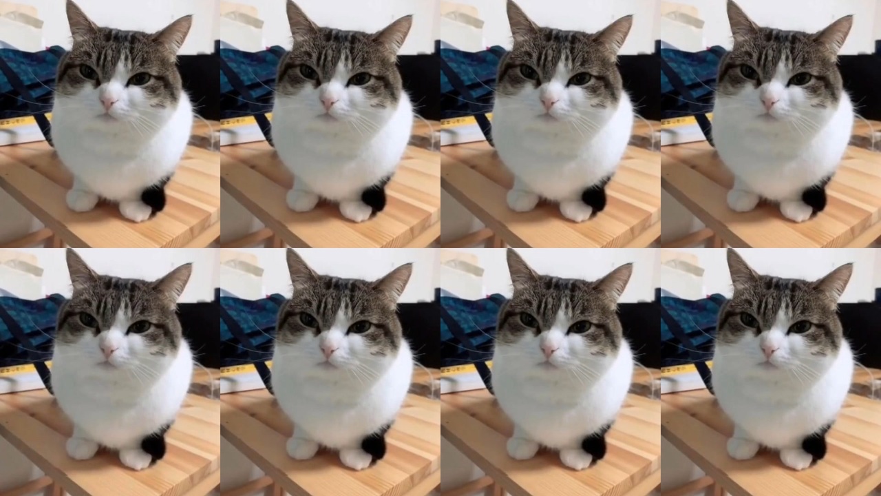 WawaのCatが！ - ニコニコ動画